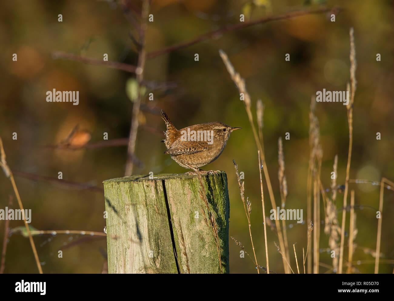 Wren family troglodytidae hi-res stock photography and images - Alamy