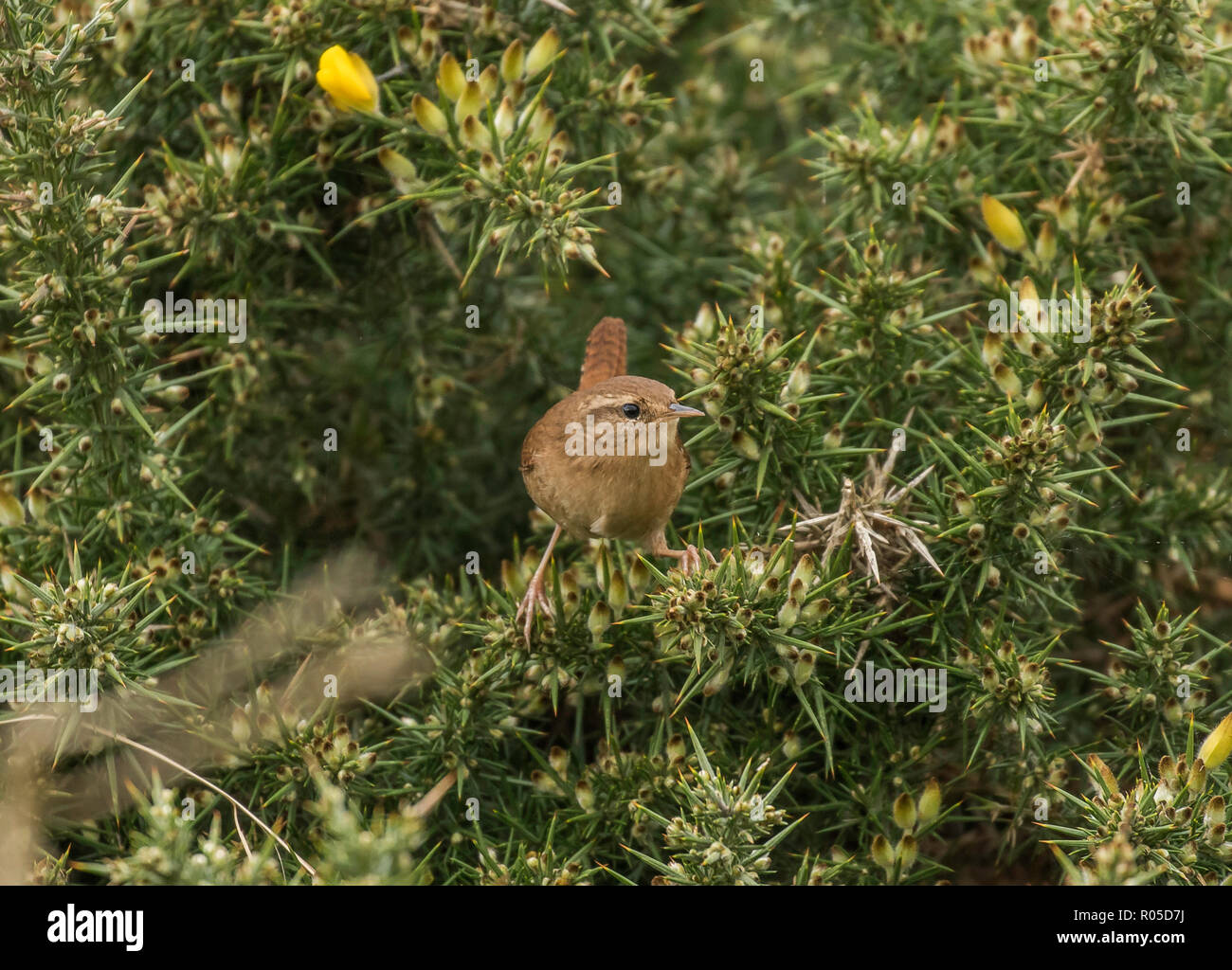 Wren uk bird hi-res stock photography and images - Alamy