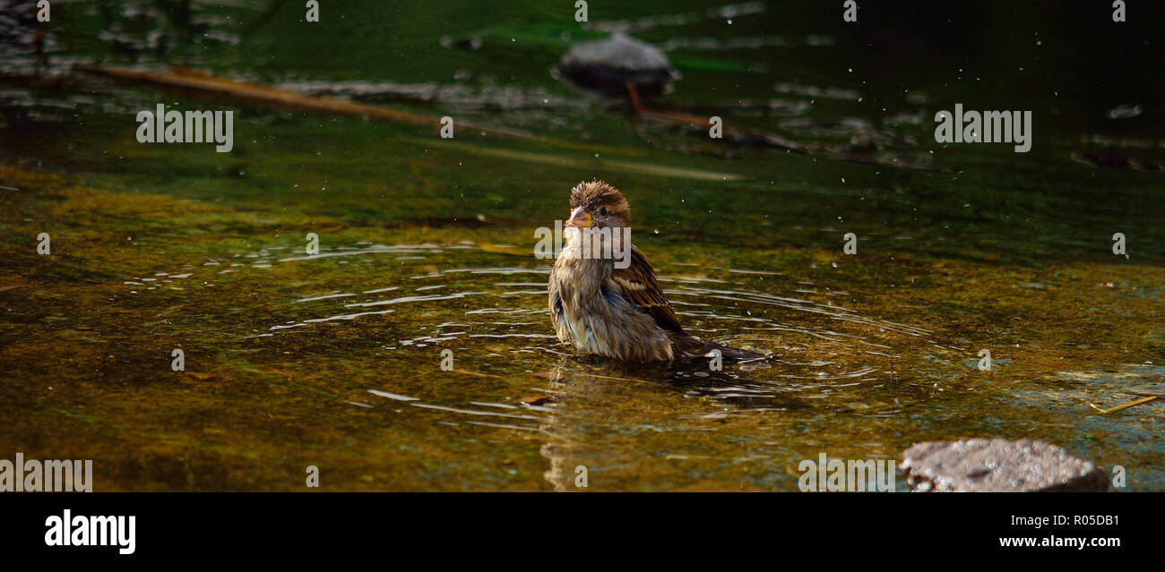 Small bird taking a bath in the middle of a water puddle Stock Photo ...