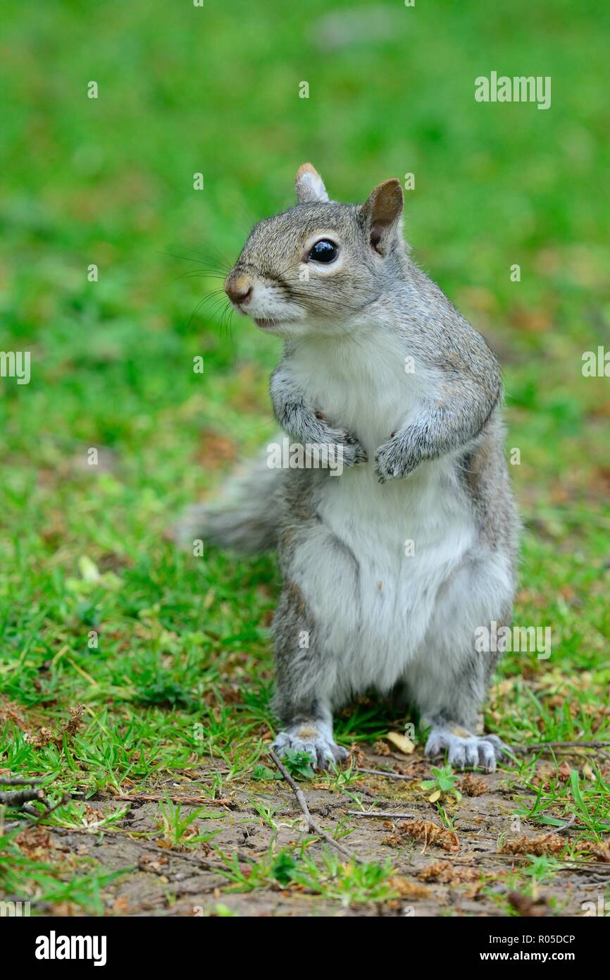 portrait of a grey squirrel standing up Stock Photo - Alamy