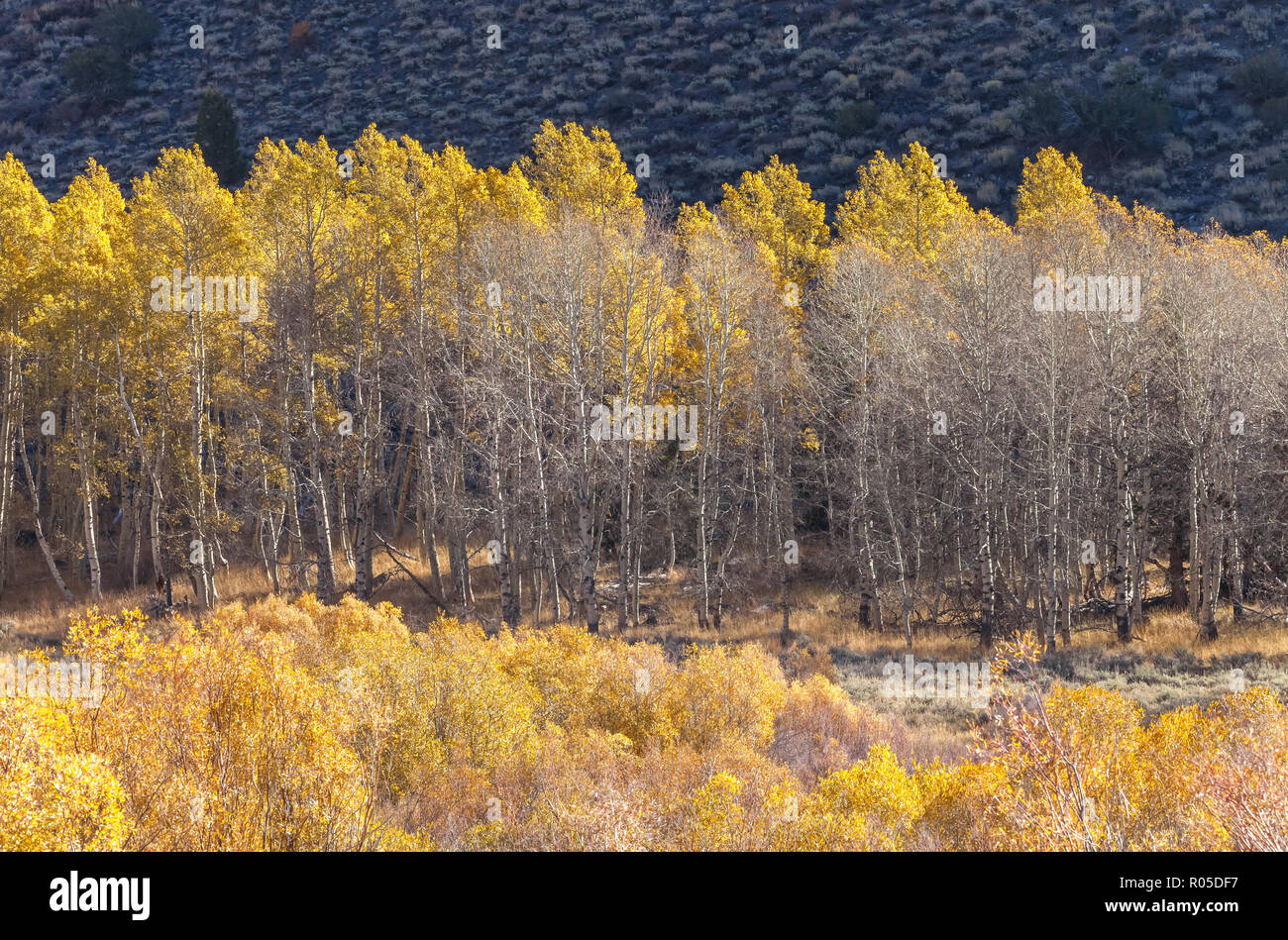 Aspen trees in fall foliage, Inyo National Forest, California, United ...