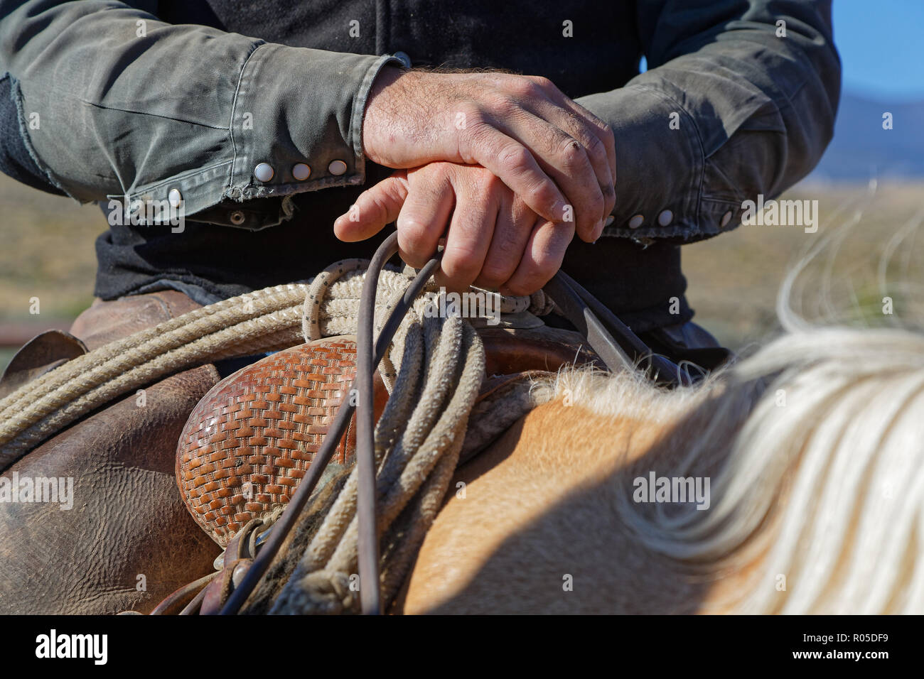 RED LODGE, MONTANA, September 21, 2018 : Mounted cowboy rassemble herd ...
