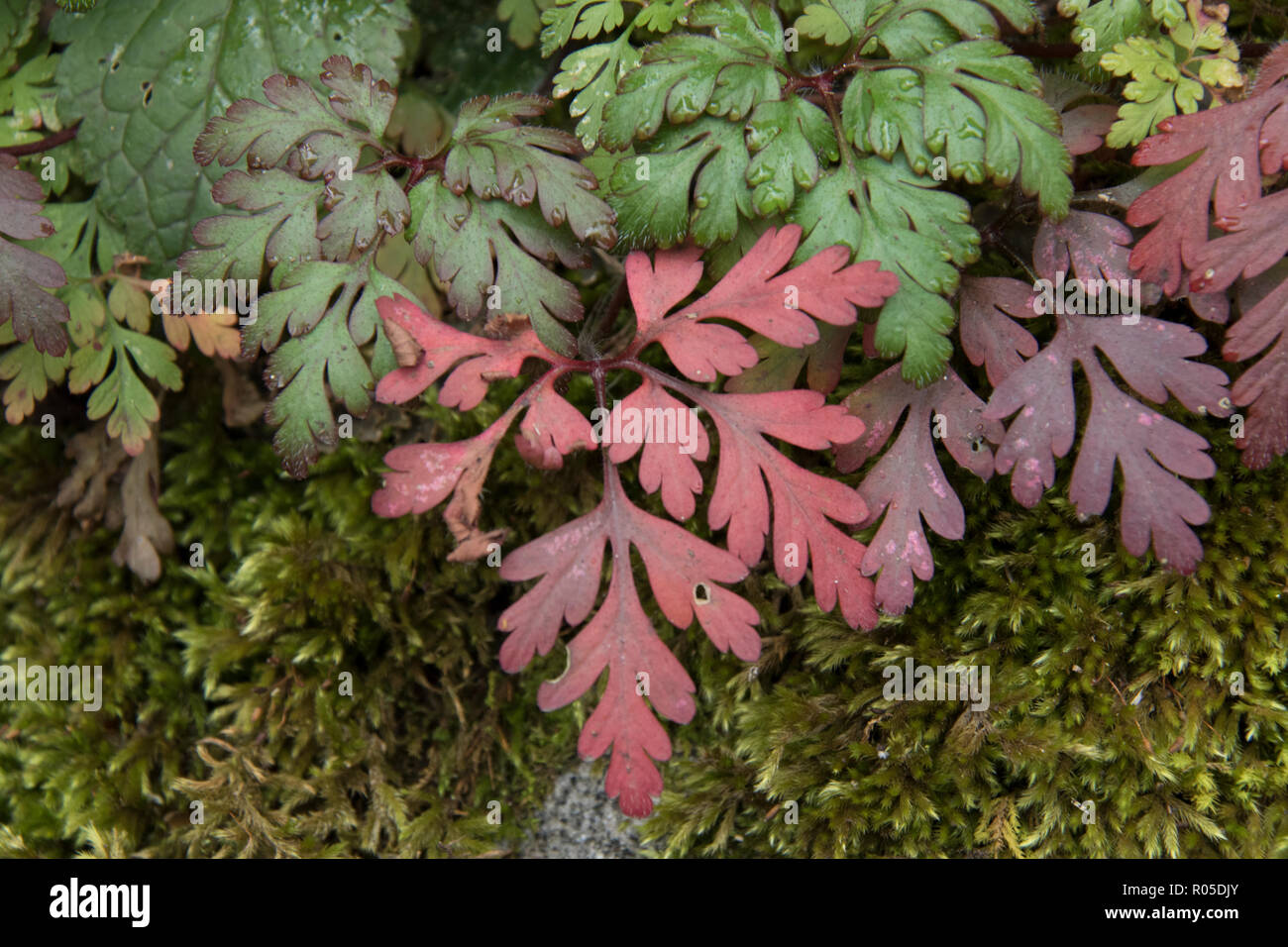 Herb-Robert's (Geranium robertianum) leafs, showing two different ...