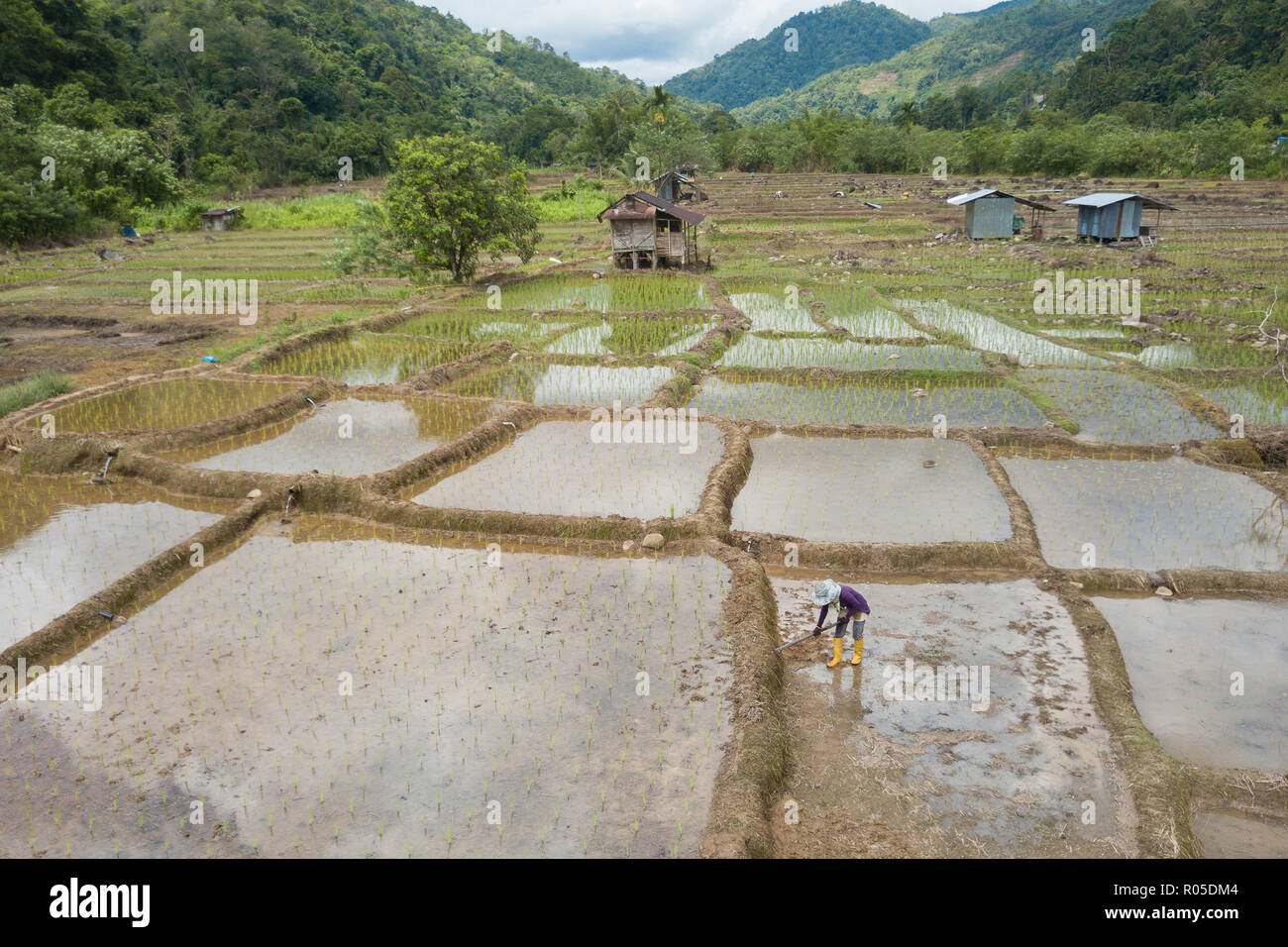 Paddy field in rural Sabah Malaysia Borneo Stock Photo - Alamy