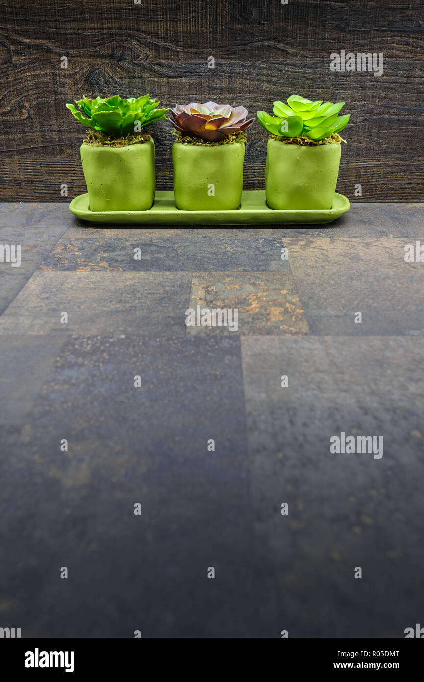 Succulent plants on stone and wood background Stock Photo - Alamy