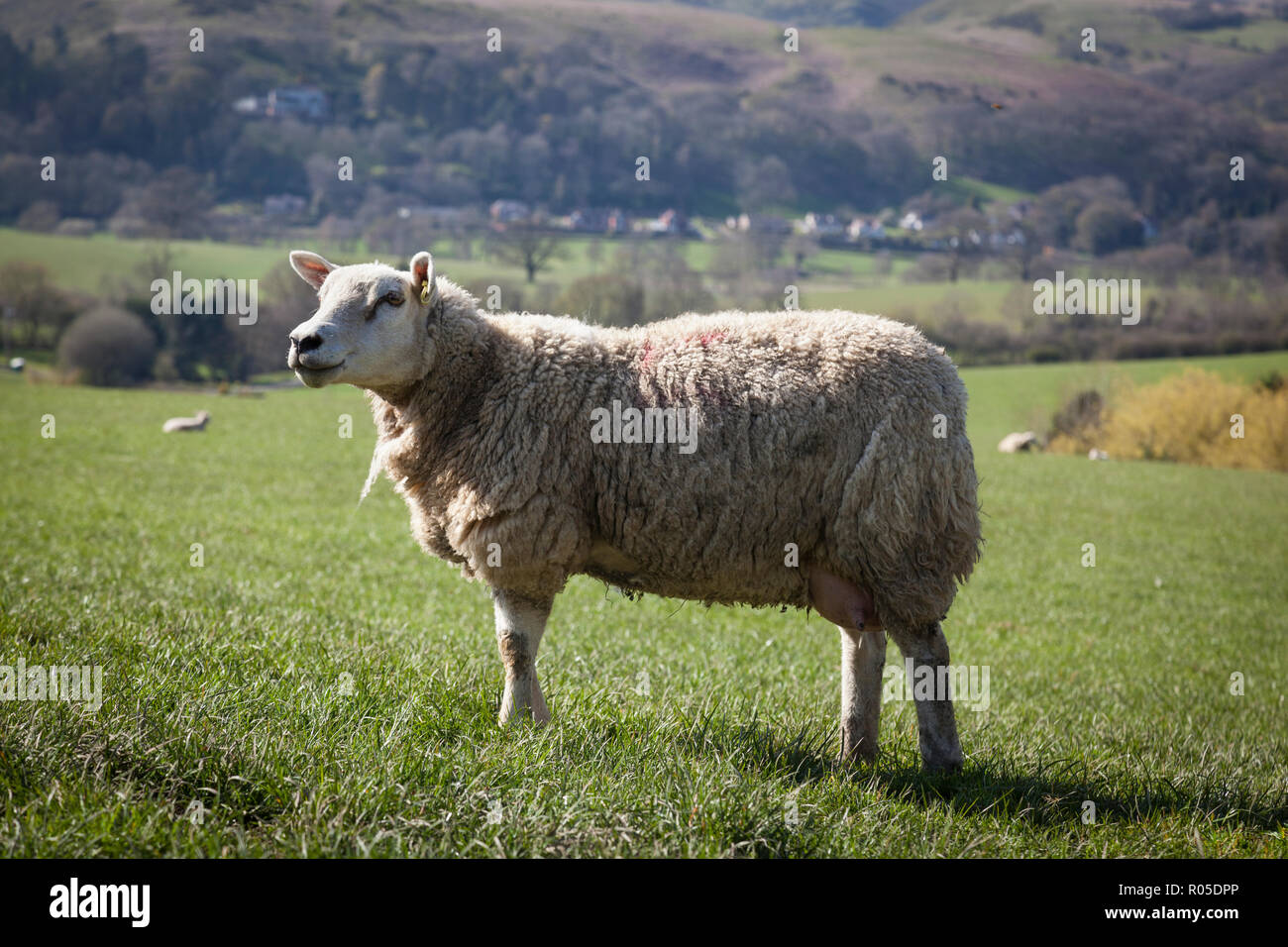Sheep in Shropshire hills Stock Photo - Alamy