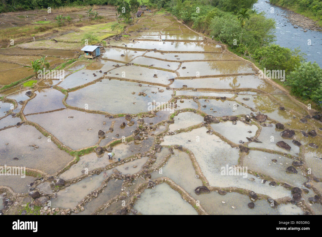 Malaysia rice field terraced hi-res stock photography and images - Alamy