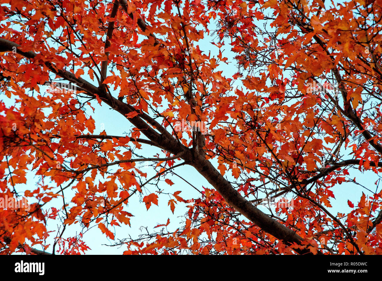 Emporia Kansas, USA, October 27, 2018 Leaves turning to red in the ...