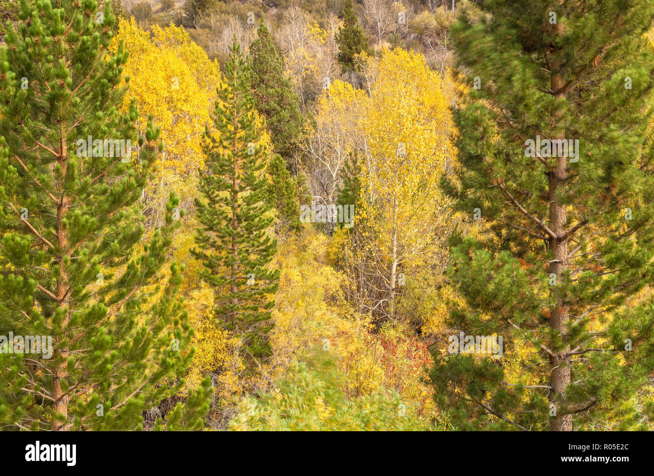 Aspen trees display their peak fall foliage, amid the pine trees, in ...