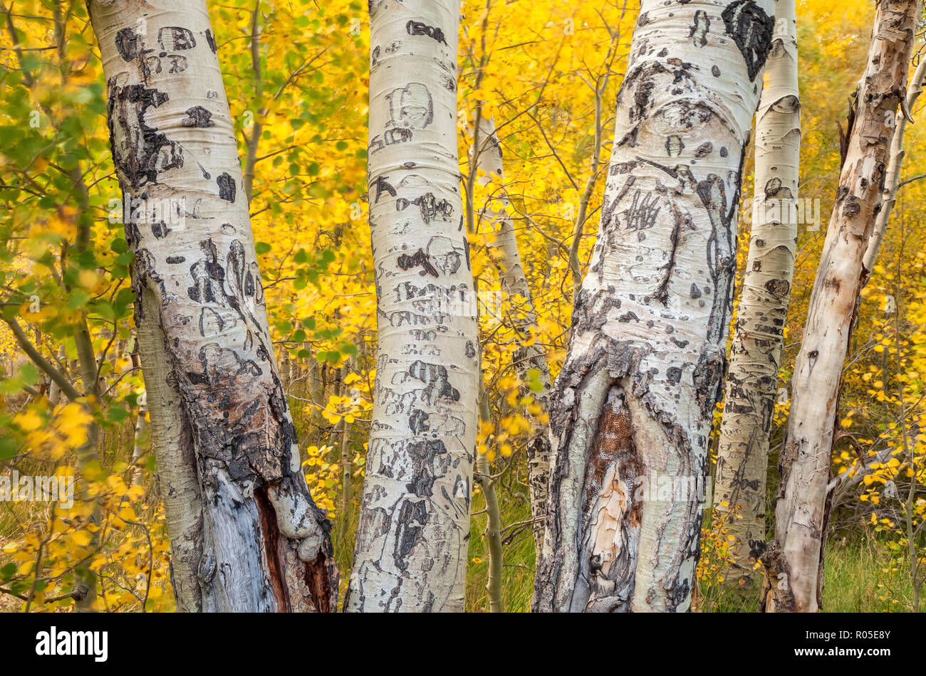 Aspen trees in fall foliage, Inyo National Forest, California, United ...
