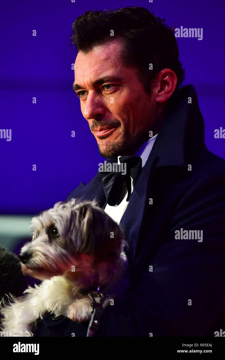 David gandy dogs hi-res stock photography and images - Alamy