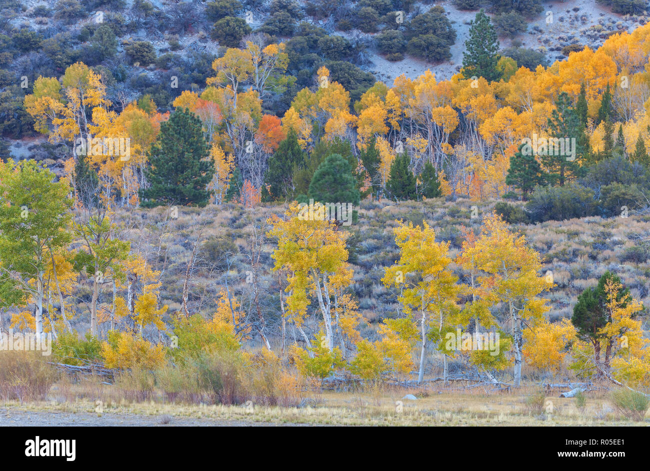 Aspen trees on mountain slope in their fall foliage, Inyo National ...