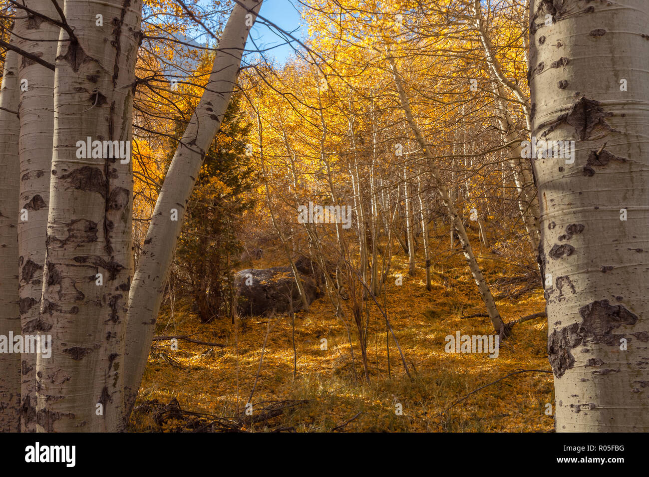Aspen trees in fall foliage, Inyo National Forest, California, United ...