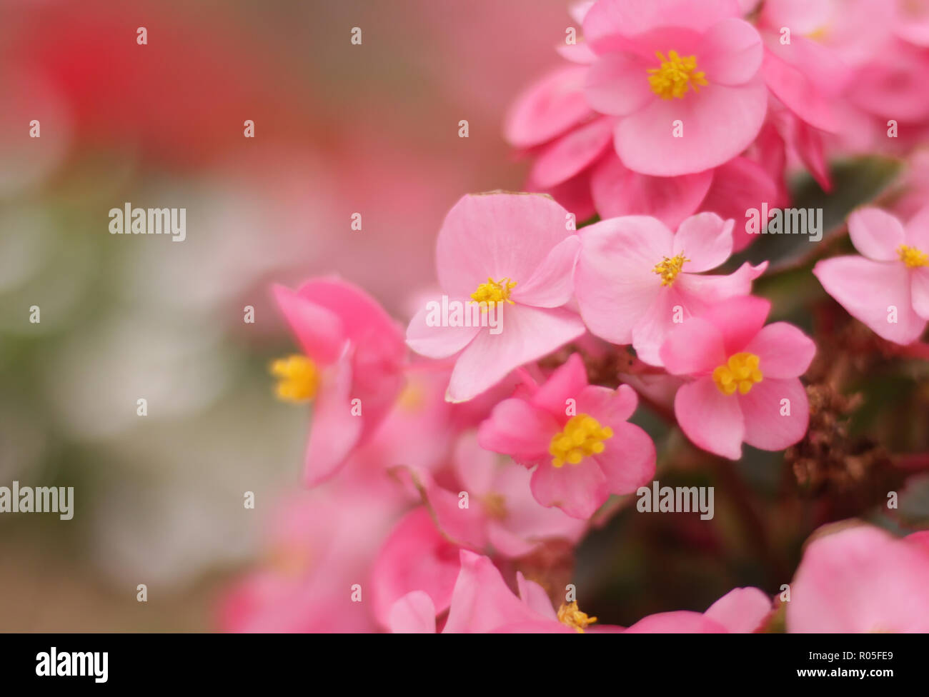 Pink begonia flower Stock Photo - Alamy