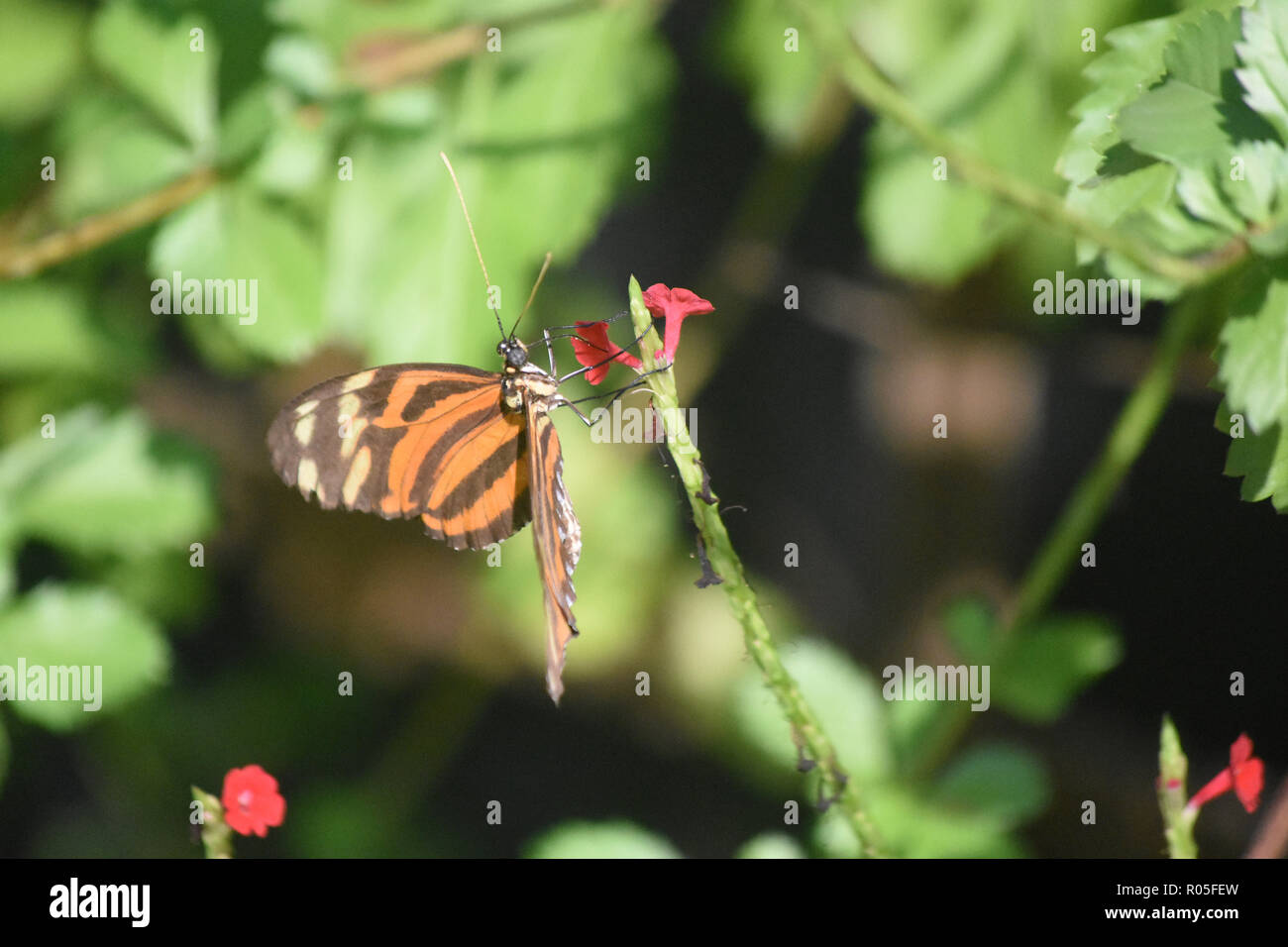 Red striped tiger moth hi-res stock photography and images - Alamy