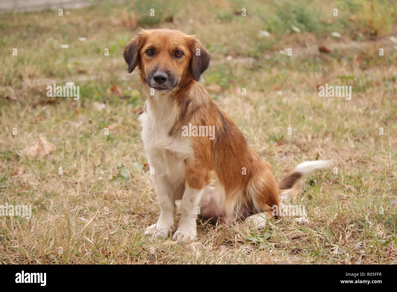 Homeless stray dog Stock Photo - Alamy