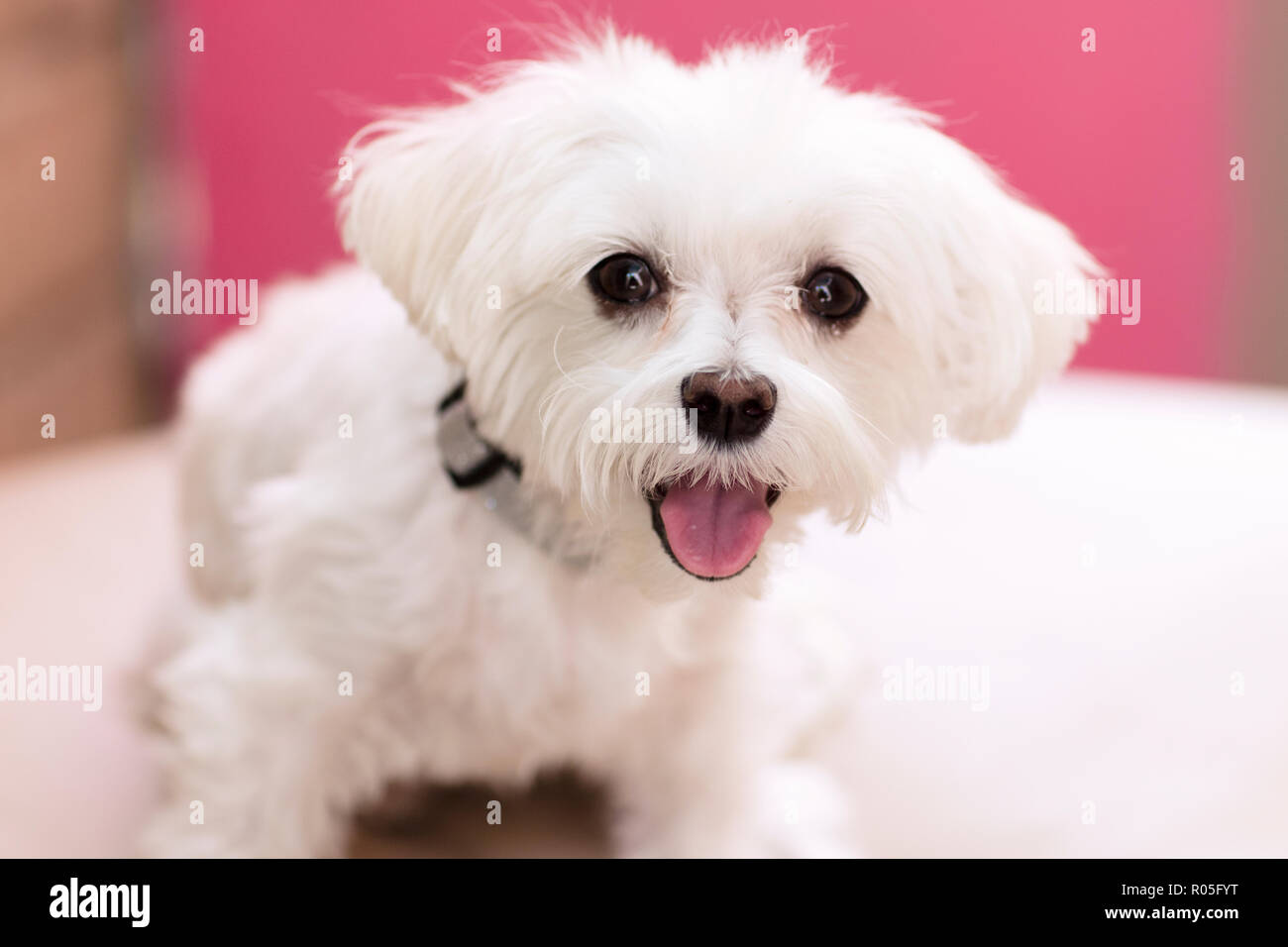 Akc registered maltese hi-res stock photography and images - Alamy