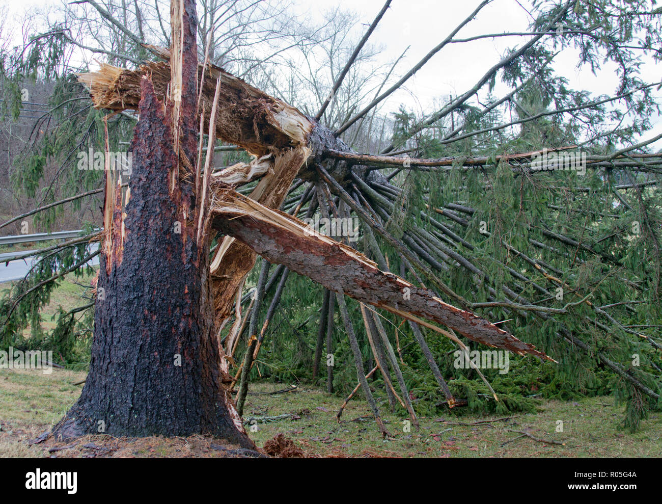 A tall pine tree with its trunk splintered and snapped in half by a ...