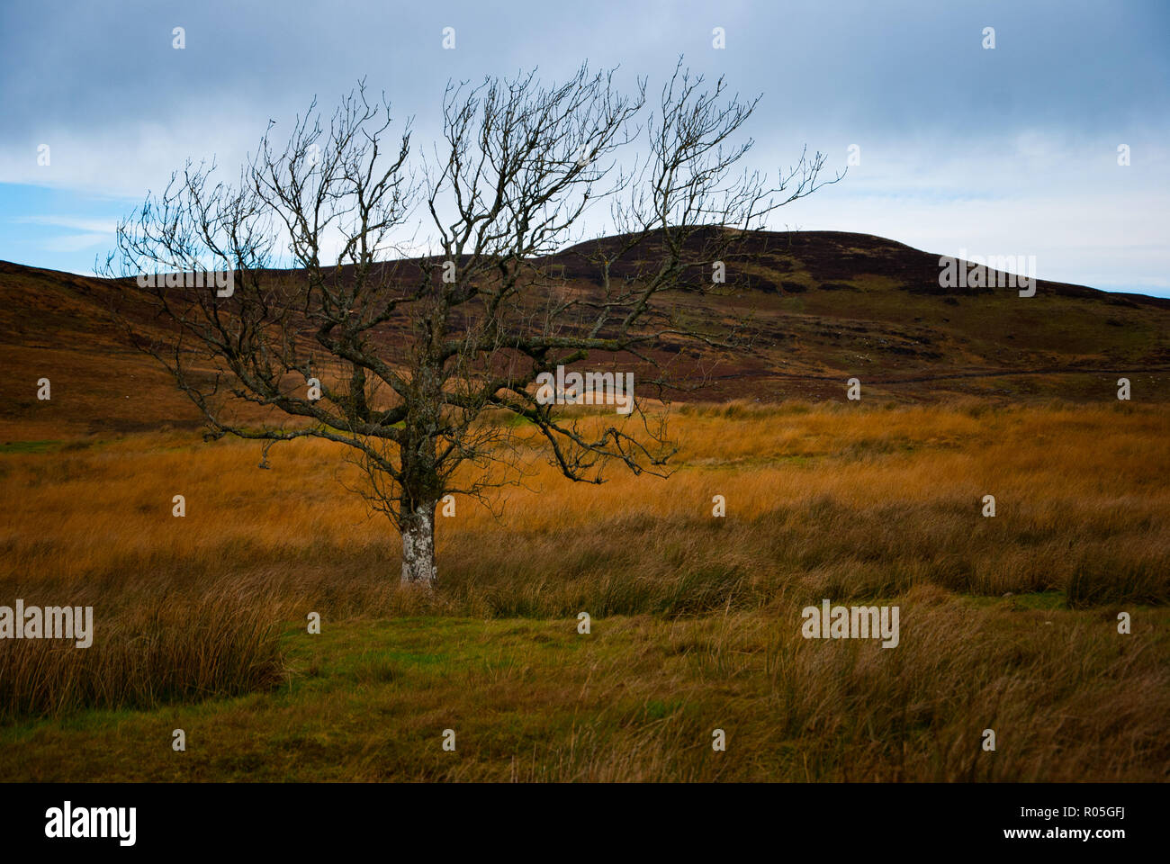 Oak woods scotland hi-res stock photography and images - Alamy