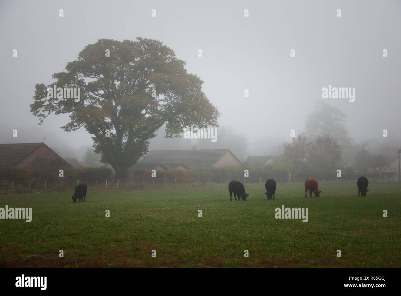 Four cows hi-res stock photography and images - Alamy
