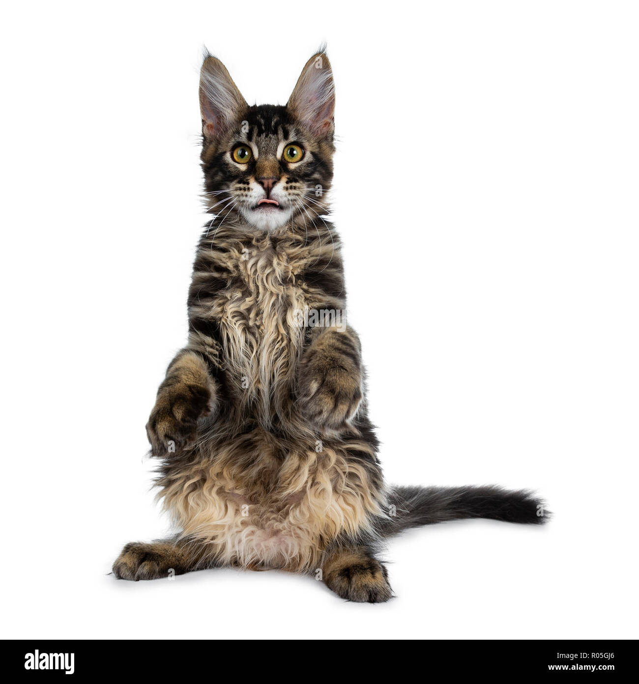 Handsome dark black tabby Maine Coon cat kitten sitting on hind paws ...