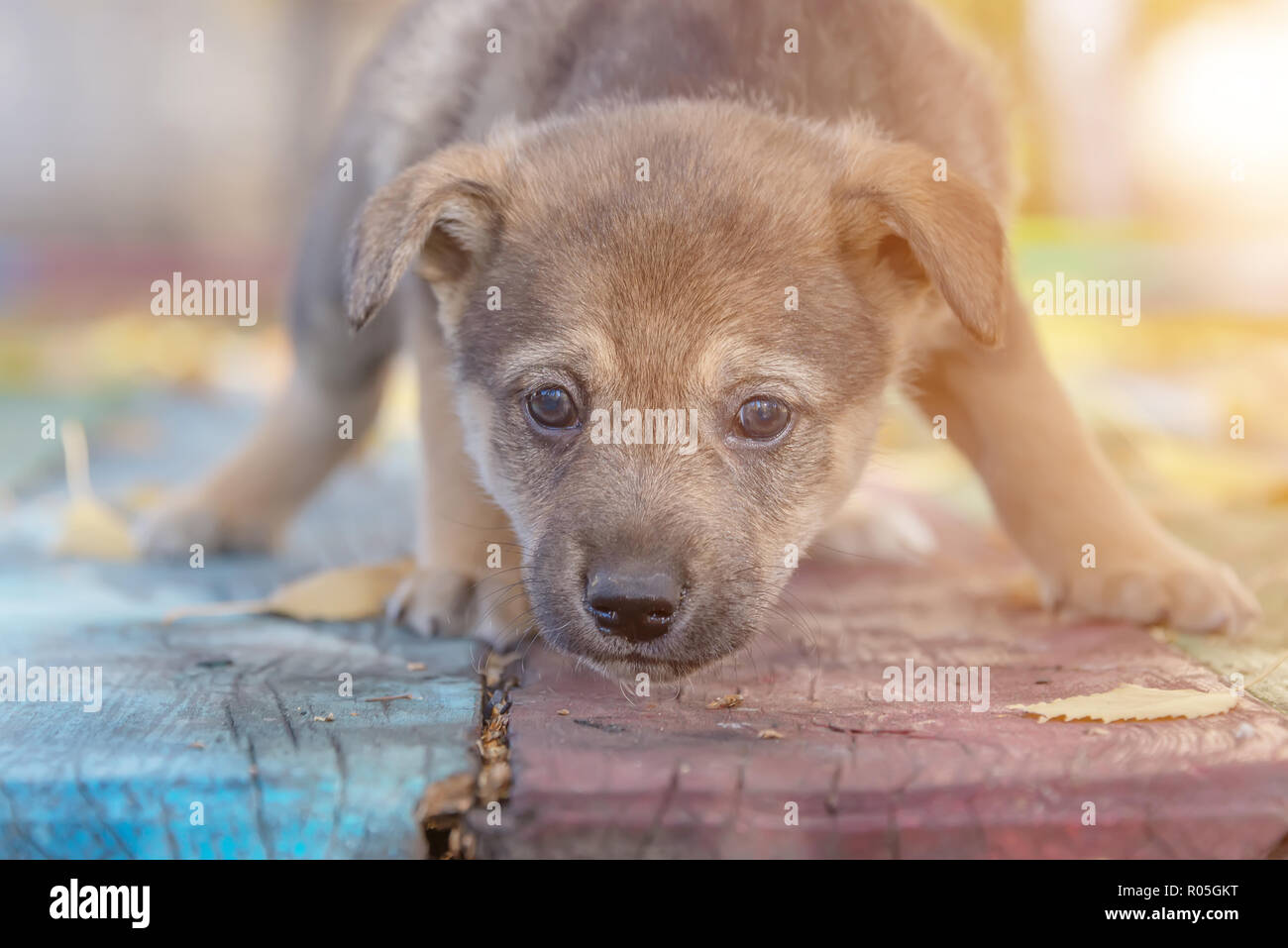 homeless mongrel puppy in fall foliage. in animal shelter Stock Photo ...