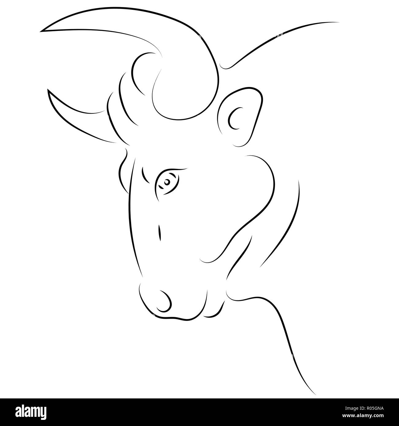 Bull Skull Line Drawing