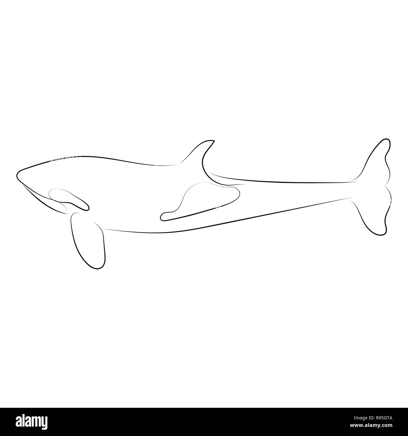 Simple Orca Drawing