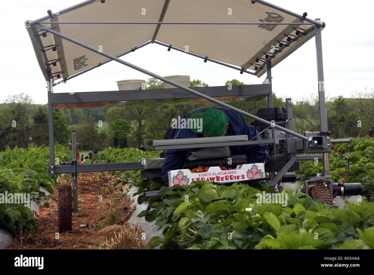Strawberry picking machine hi-res stock photography and images - Alamy