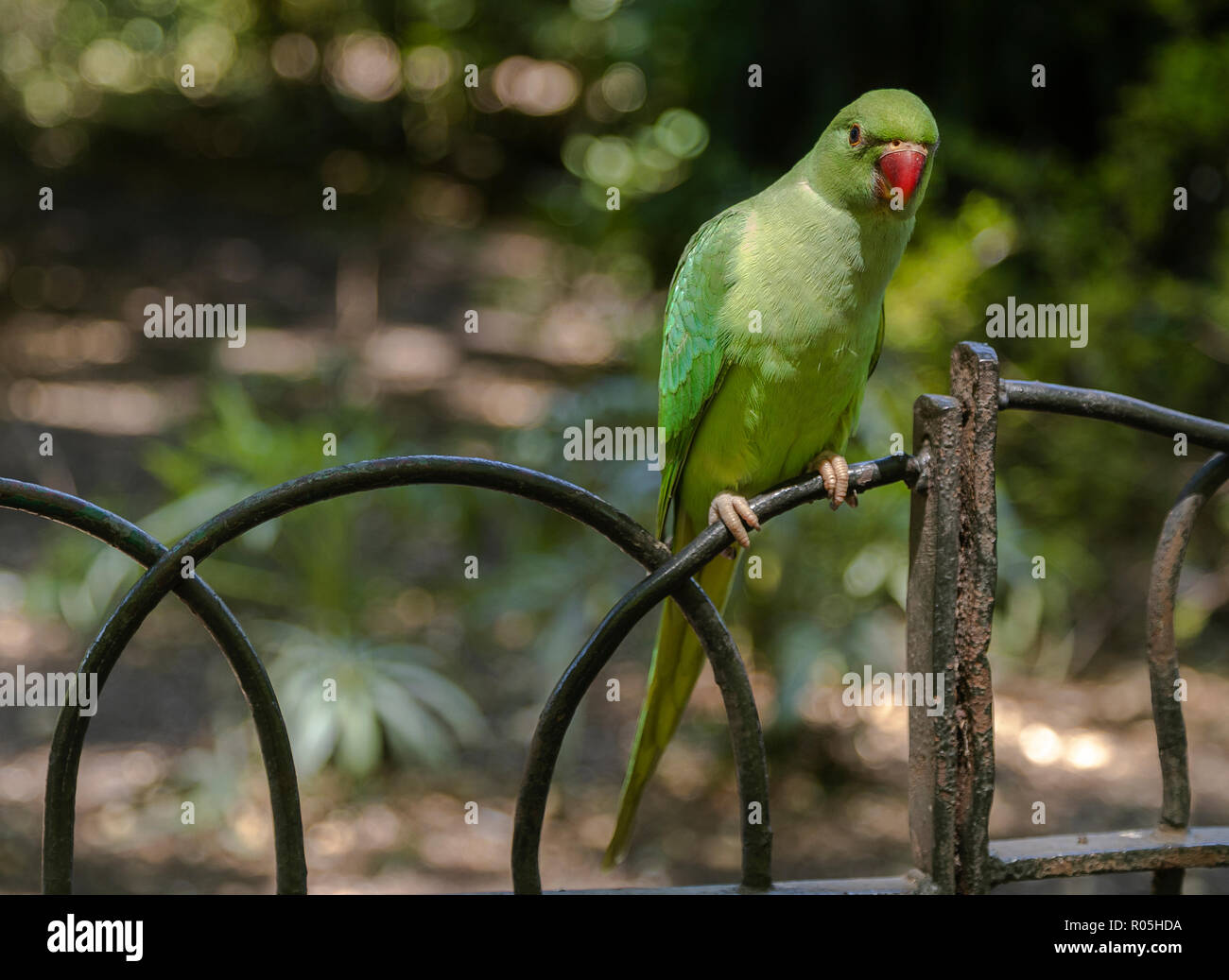 Victoria Park London Parakeet Stock Photo - Alamy
