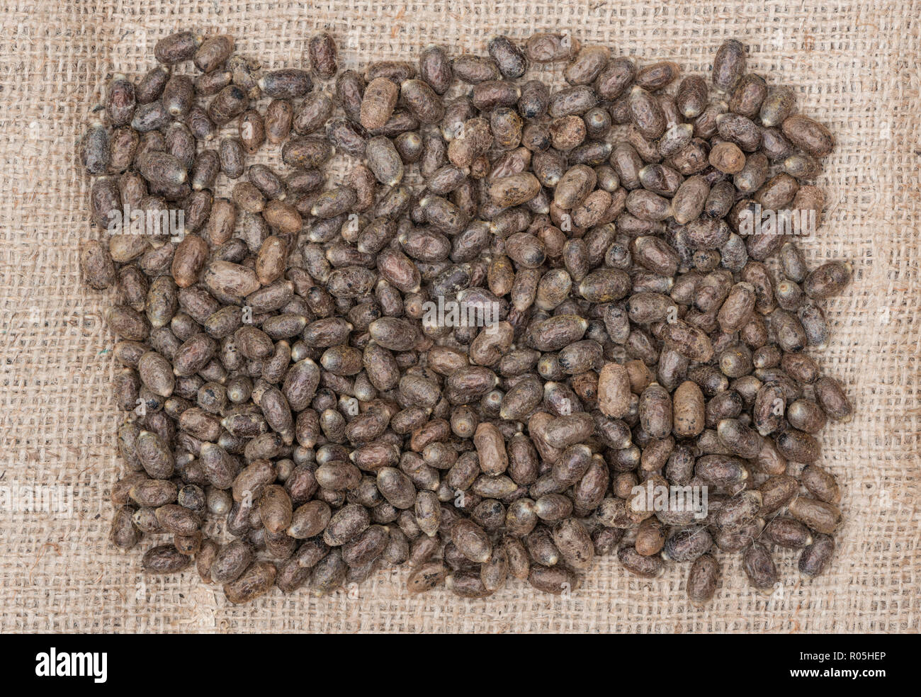 Mason bee cocoons in a pile Stock Photo - Alamy