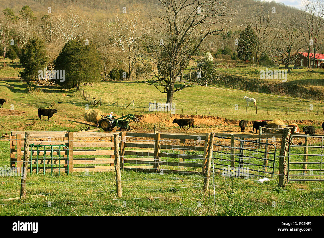 Cattle farm in rural Virginia, USA Stock Photo - Alamy