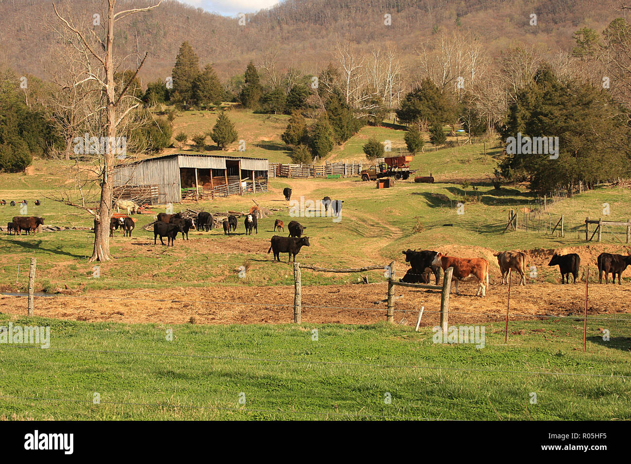 Cattle farm in rural Virginia Stock Photo - Alamy