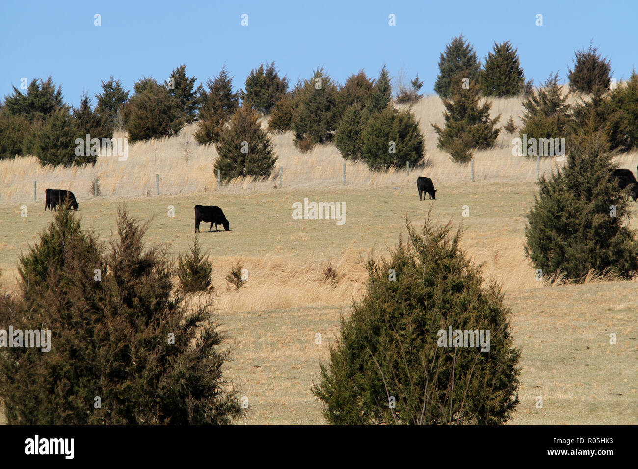 Blue Ridge Mountains Animal High Resolution Stock Photography and ...
