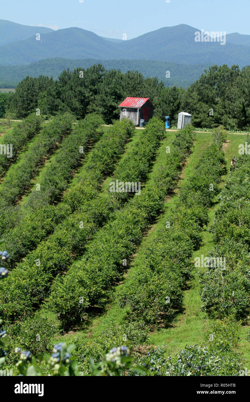 Rows of blueberry bushes at Seaman's Orchard in Virginia, USA Stock ...