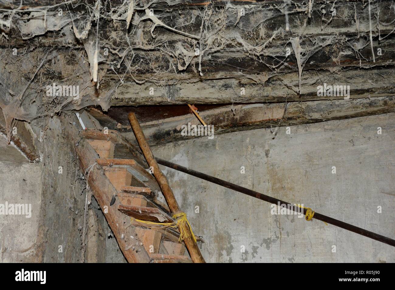 Spiders web texture hi-res stock photography and images - Alamy