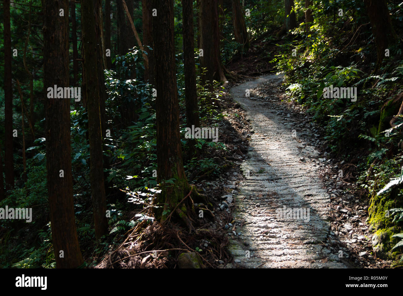 A forest path lit by shafts of sunlight Stock Photo - Alamy