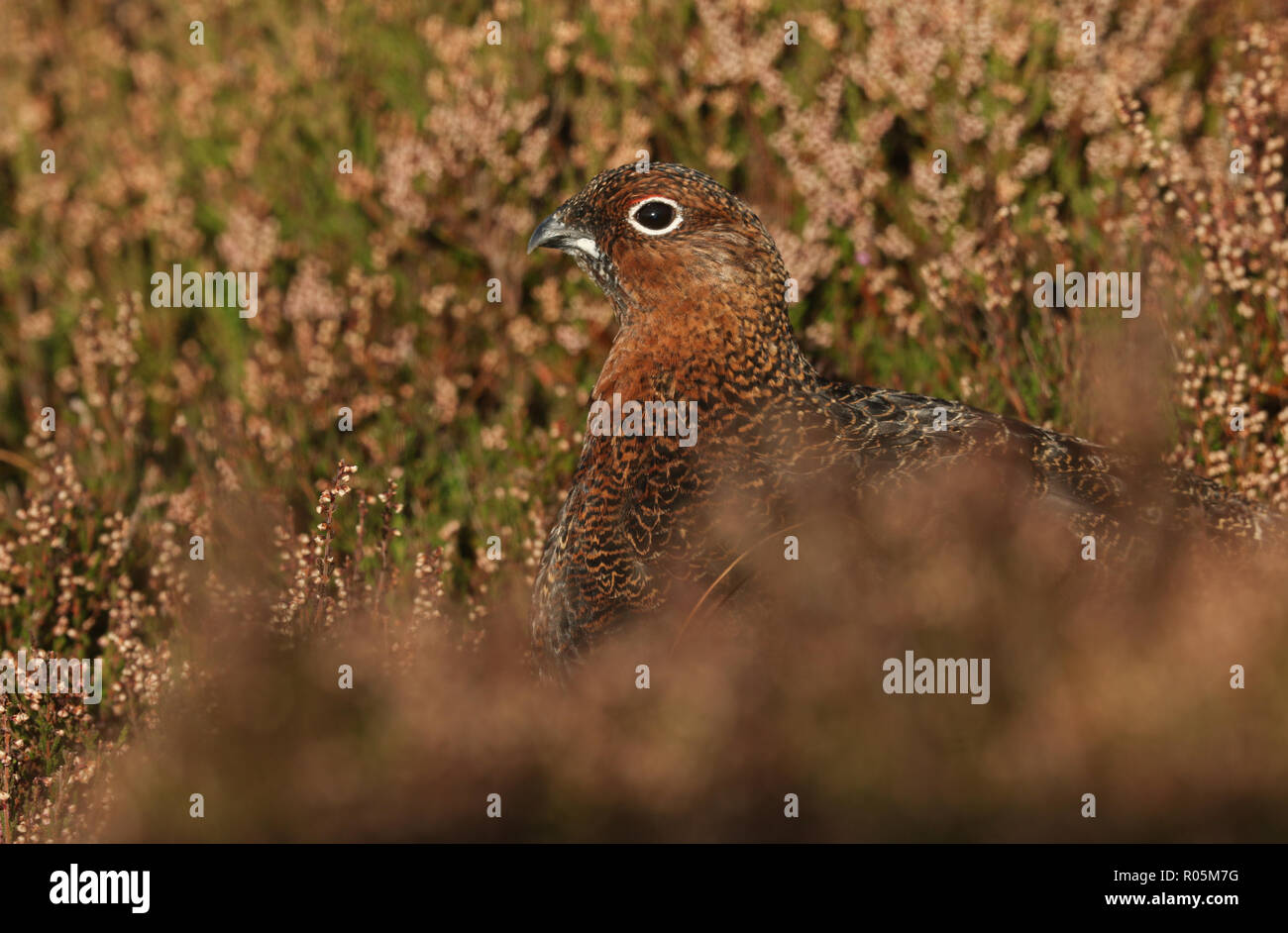 A stunning Red Grouse (Lagopus lagopus) standing amongst the heather in ...
