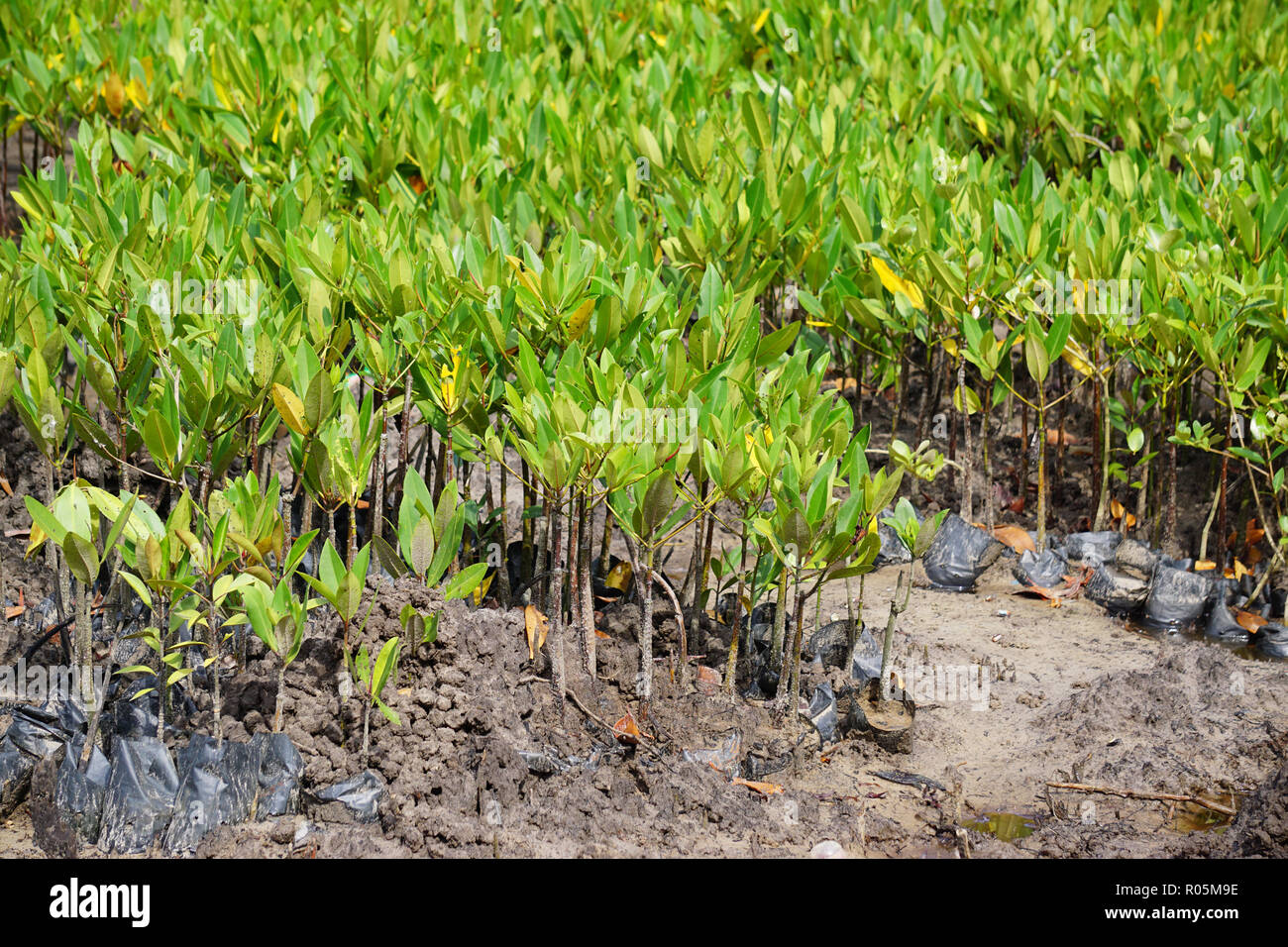 Mangroves tree nursery at wetland area Stock Photo - Alamy