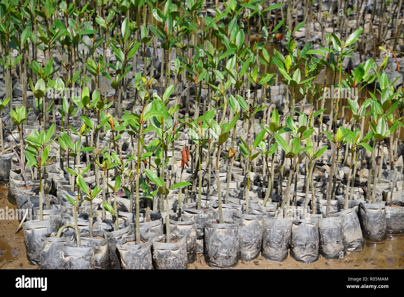 Mangroves tree nursery at wetland area Stock Photo - Alamy