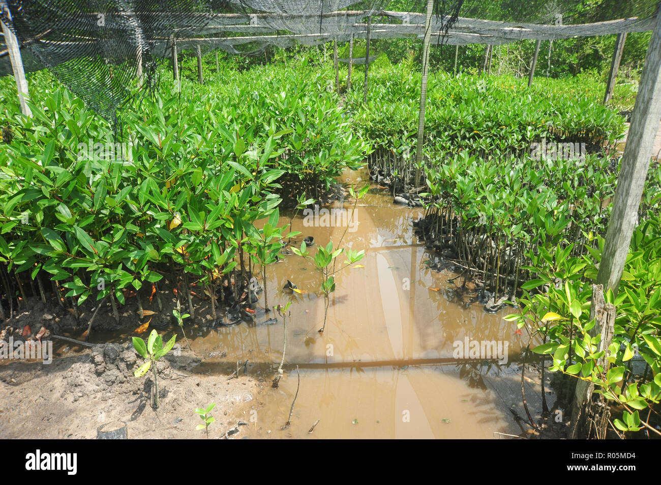 Mangroves tree nursery at wetland area Stock Photo - Alamy
