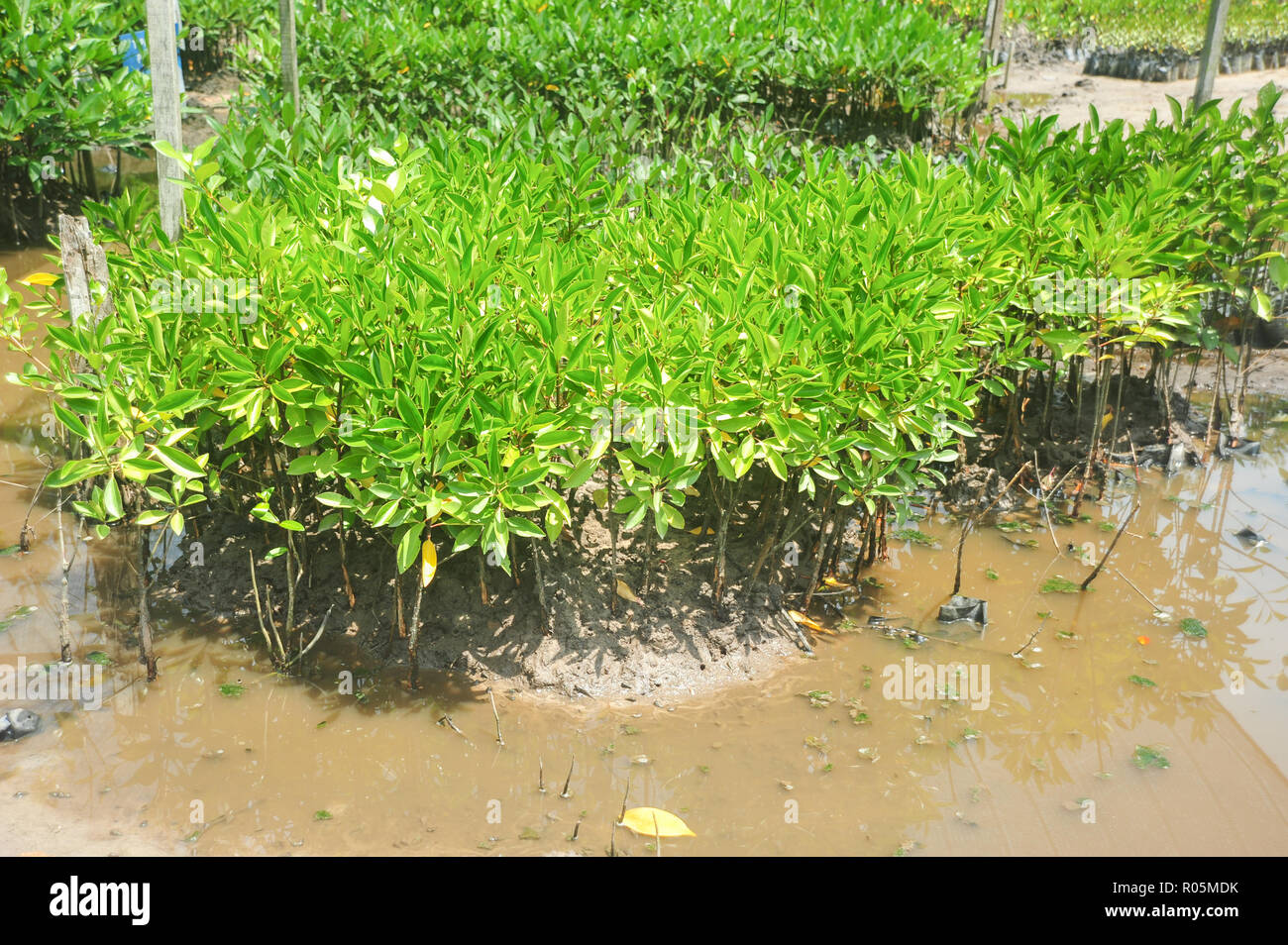 Mangroves tree nursery at wetland area Stock Photo - Alamy