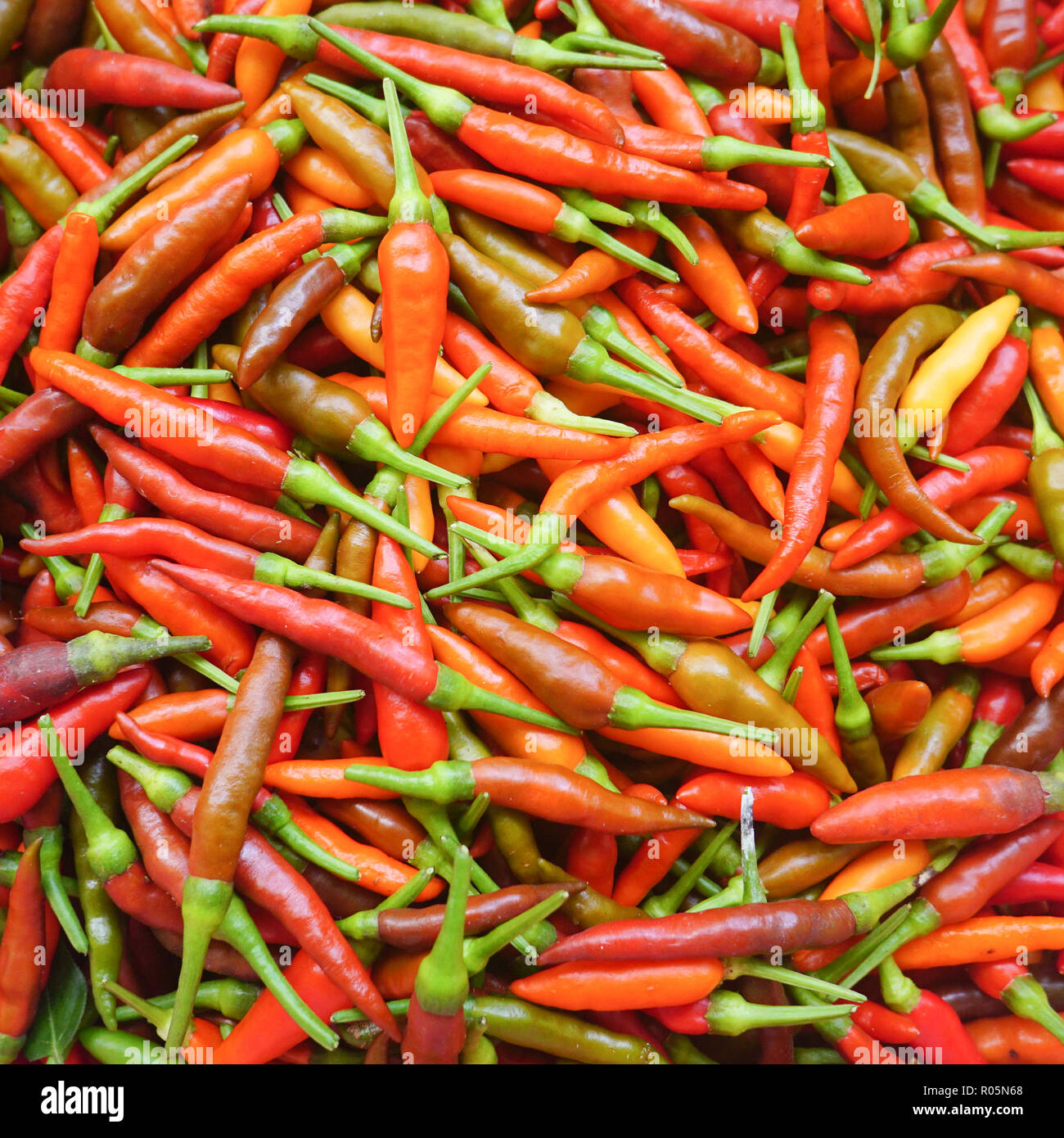 small red hot chili peppers Stock Photo - Alamy