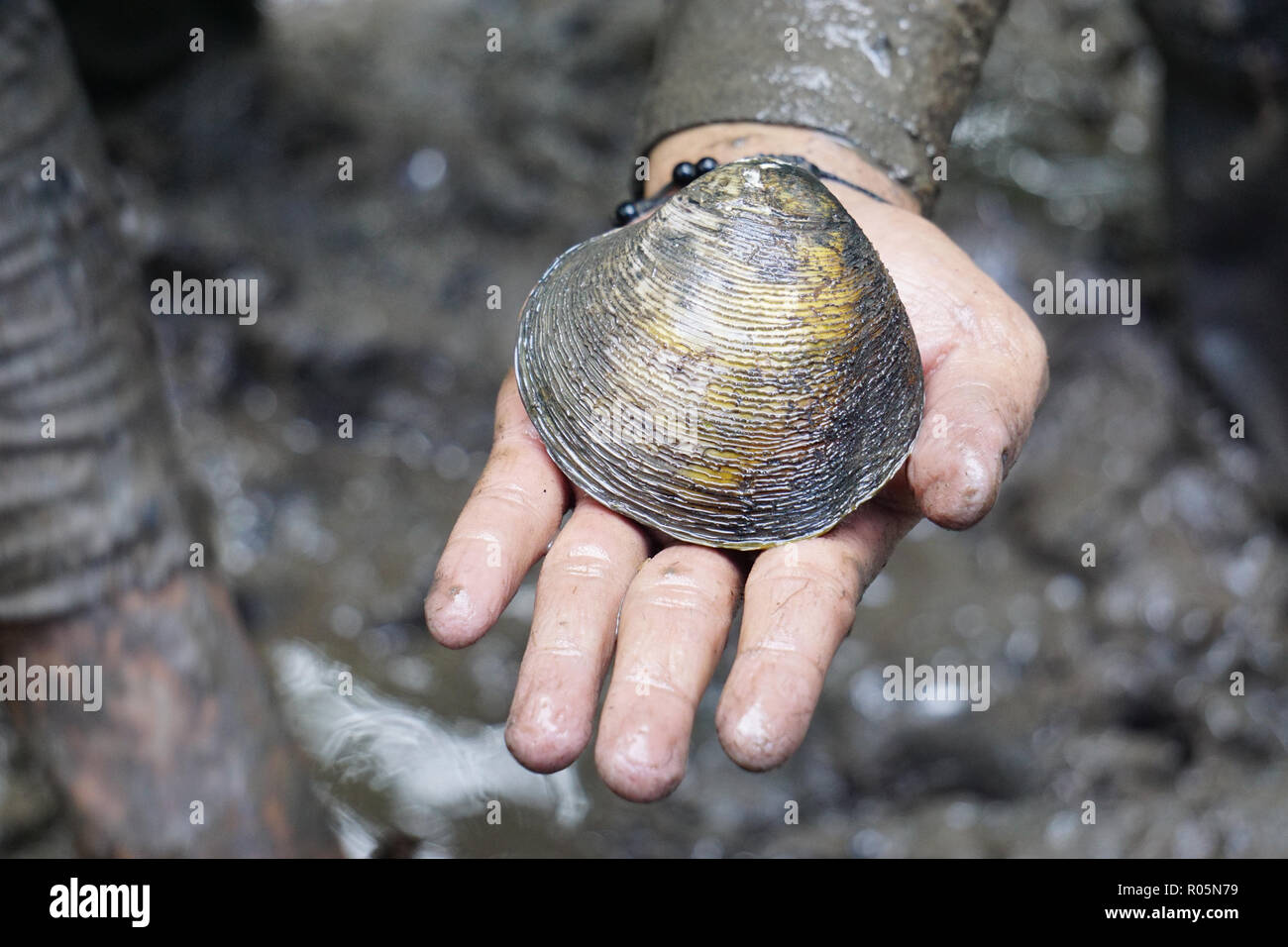 harvested raw mangrove clam with mud Stock Photo - Alamy