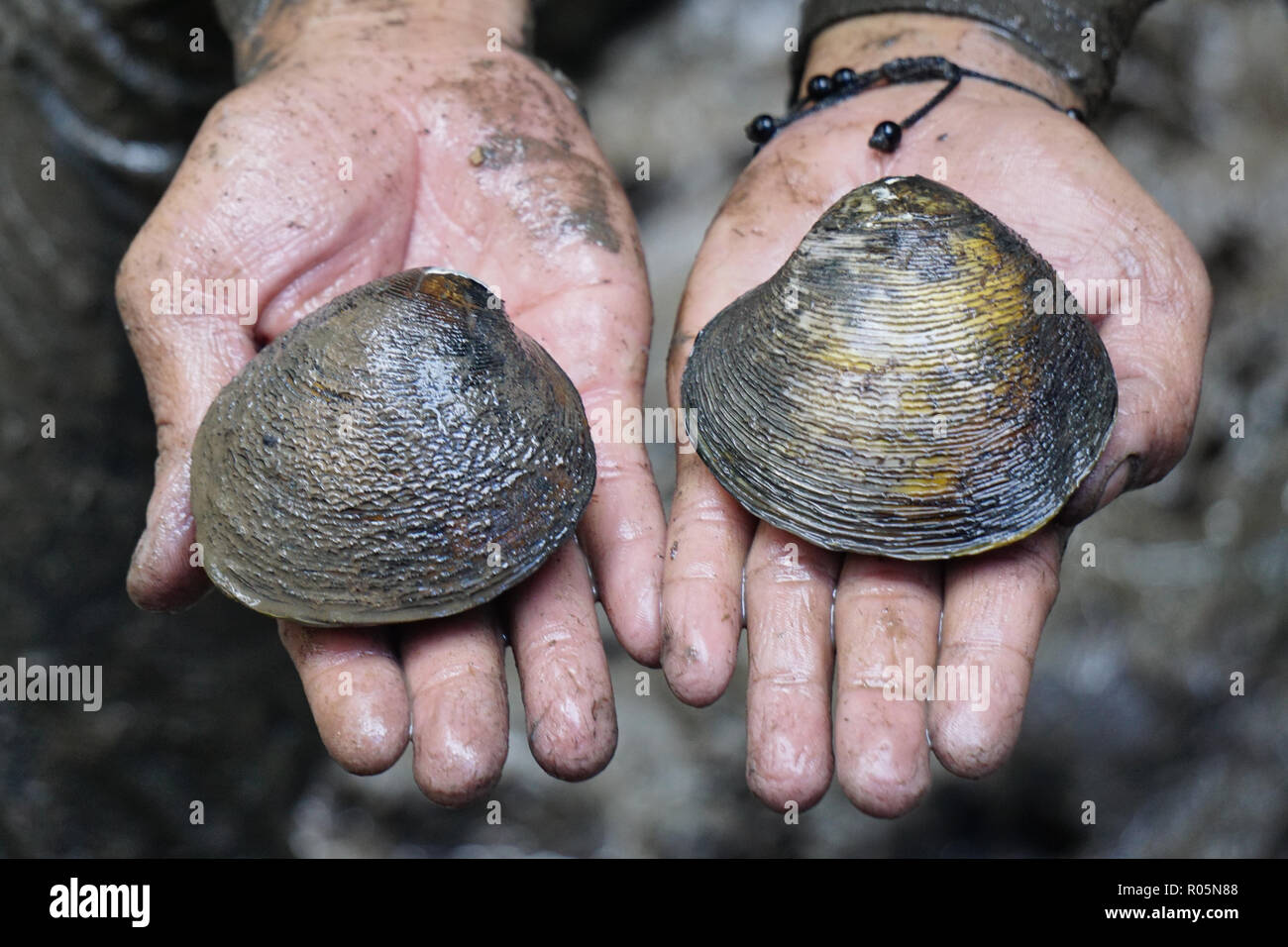 harvested raw mangrove clam with mud Stock Photo - Alamy