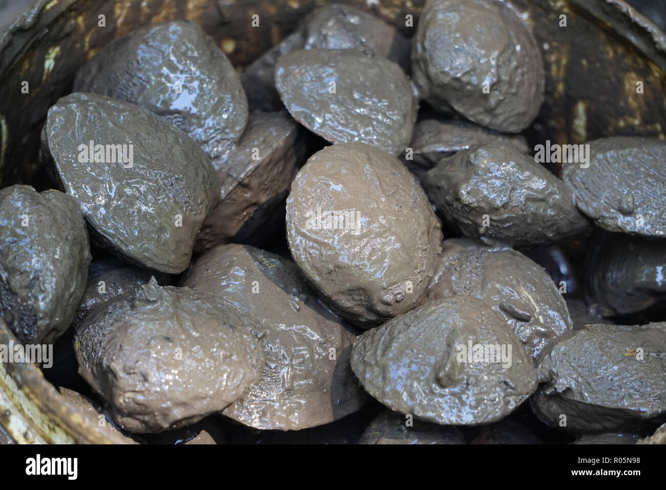 harveted raw mangrove clam with mud Stock Photo - Alamy