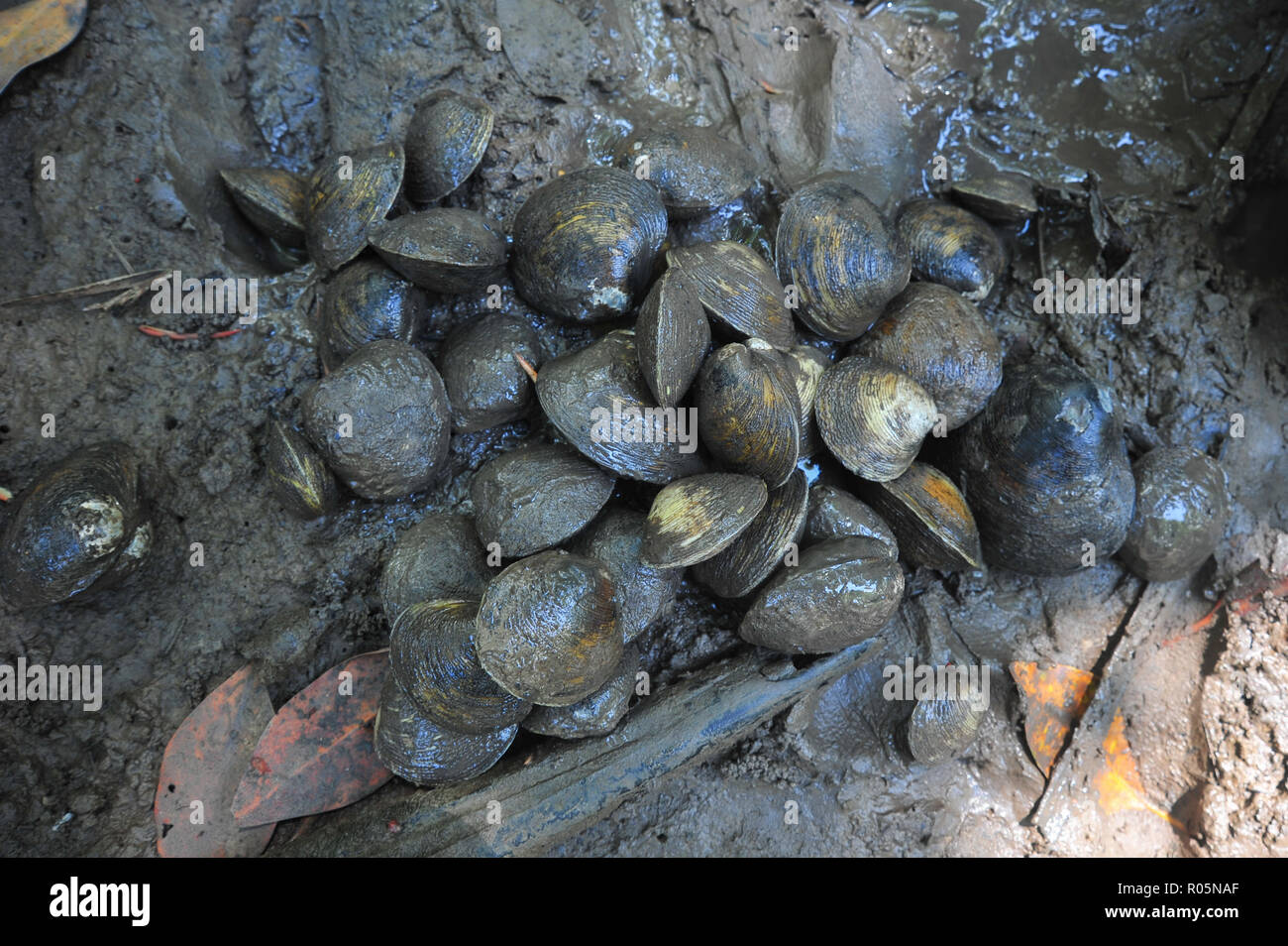Clam aquaculture hi-res stock photography and images - Alamy