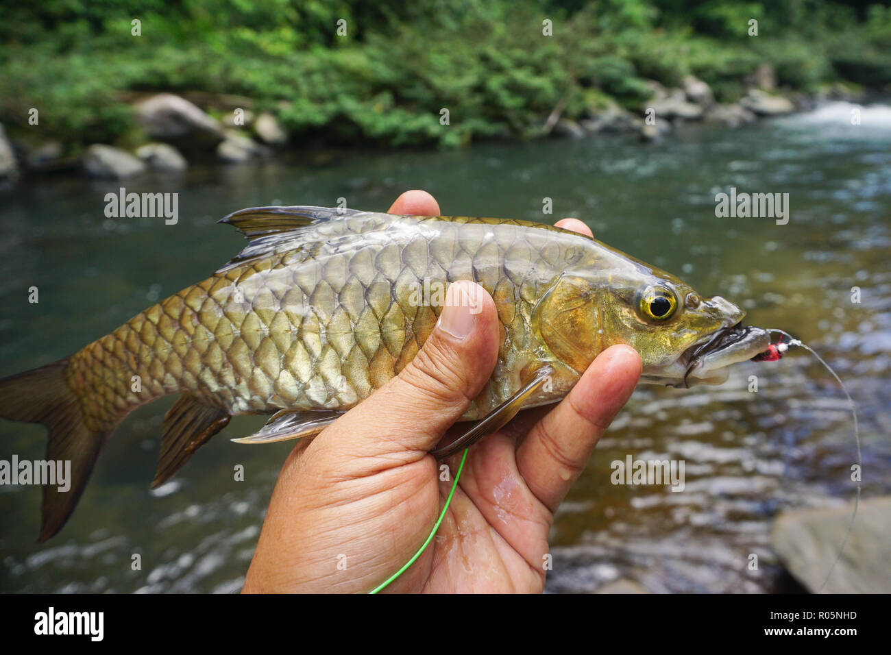Close-up of freshwater fish Malaysian Mahseer hooked on fly fishing ...