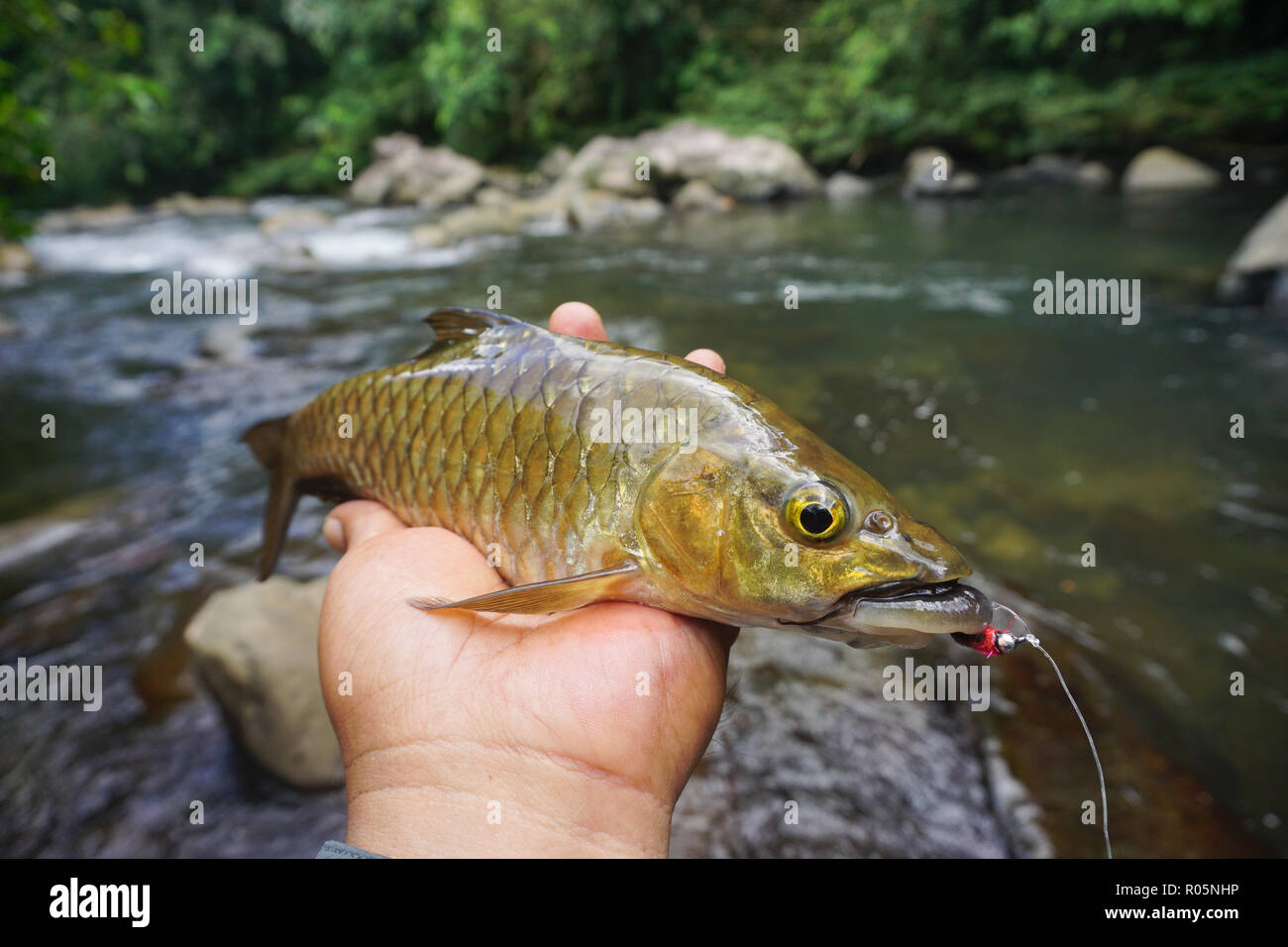 Close-up of freshwater fish Malaysian Mahseer hooked on fly fishing ...