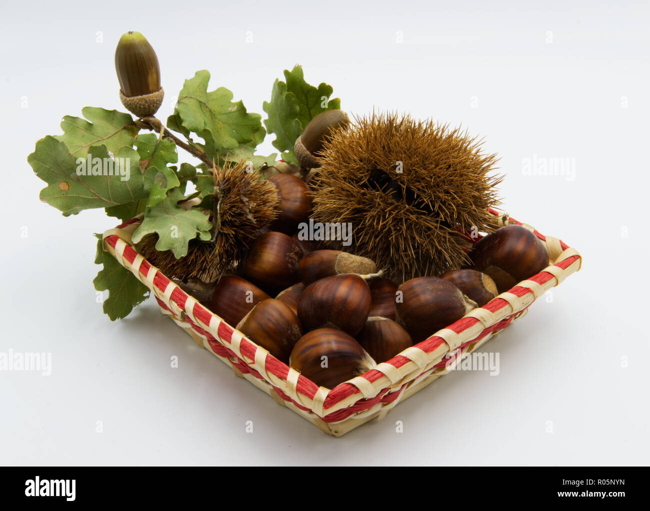 Chestnut shoot High Resolution Stock Photography and Images - Alamy